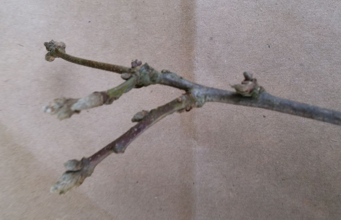 Tree Anatomy: Growth Buds - For The Love Of Trees, LLC : For The Love ...