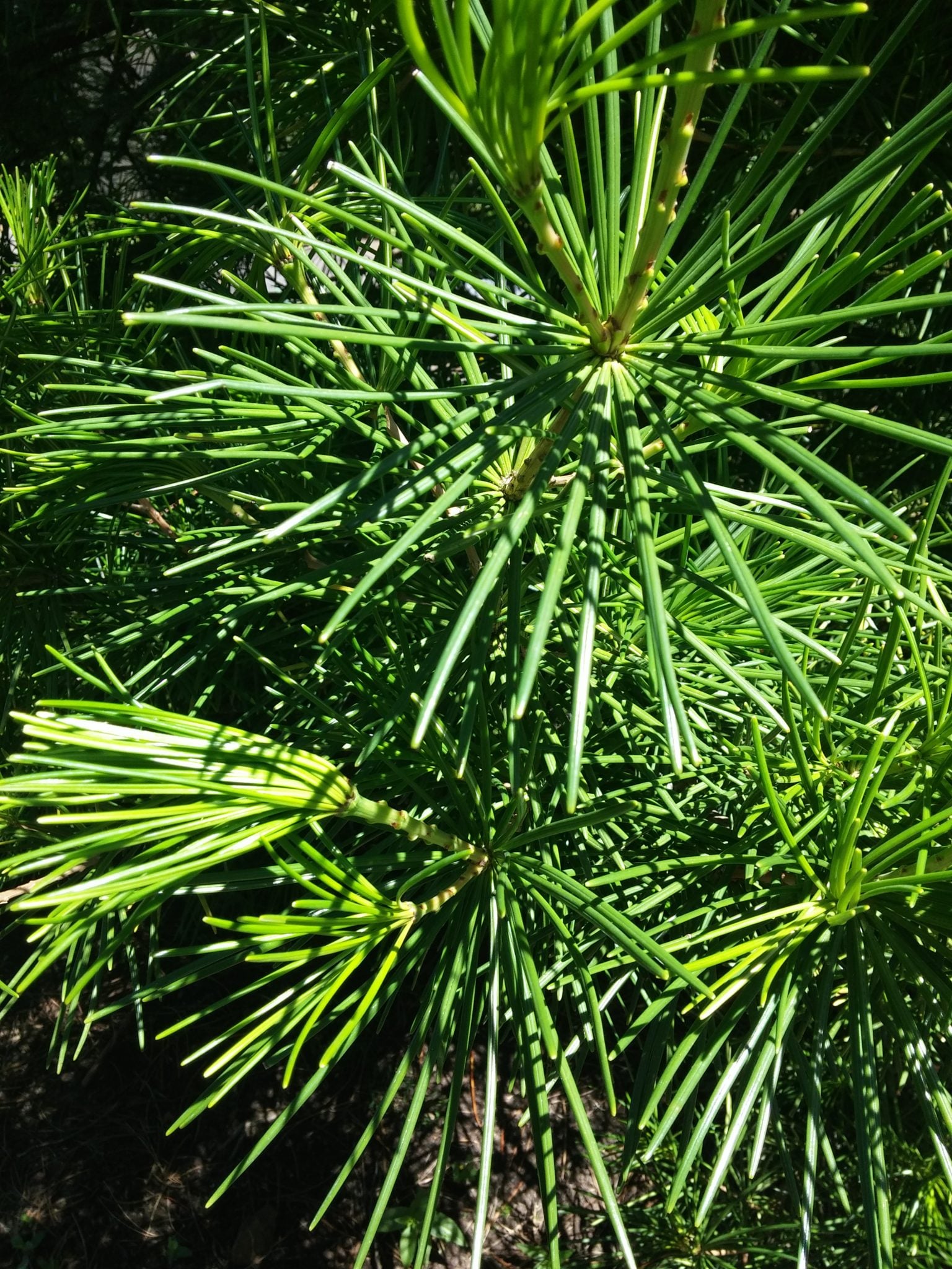 Stroll Among The Trees At The Oregon Garden - For The Love Of Trees ...