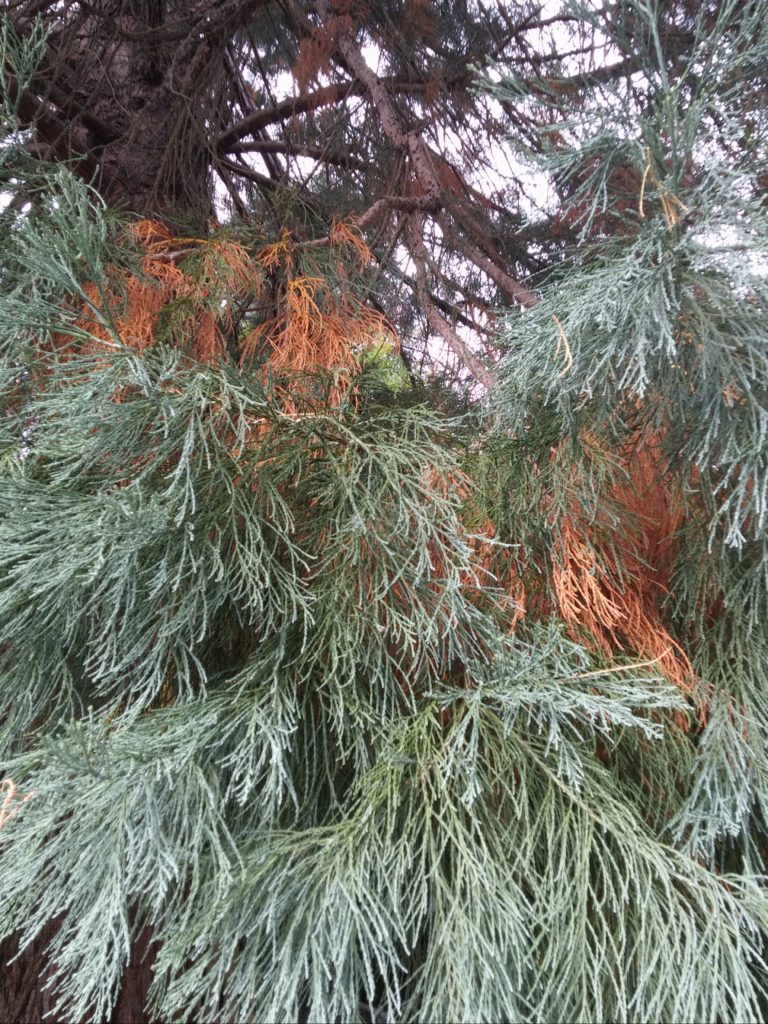Seasonal Evergreen Foliage Changes - For The Love Of Trees, LLC : For ...