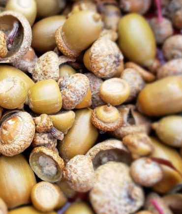Tree Anatomy: Nuts - For The Love Of Trees, LLC : For The Love Of Trees ...