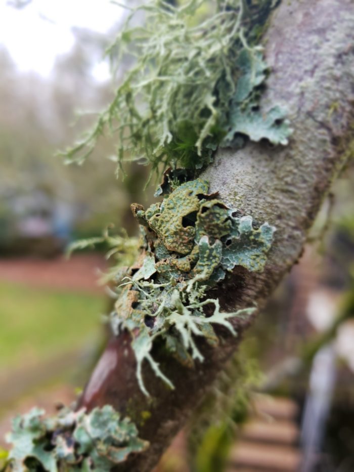 Tree-Dwelling Lichen - For The Love Of Trees, LLC : For The Love Of ...