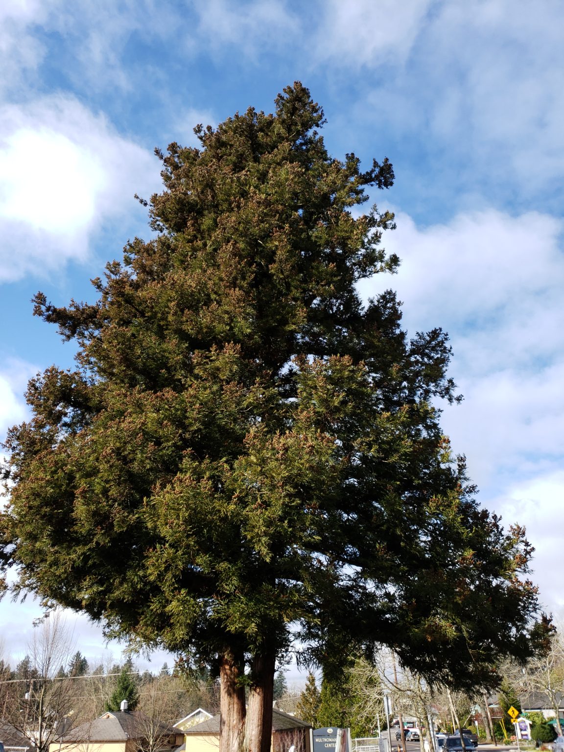 Portland Heritage Tree Program - For The Love Of Trees, LLC : For The ...