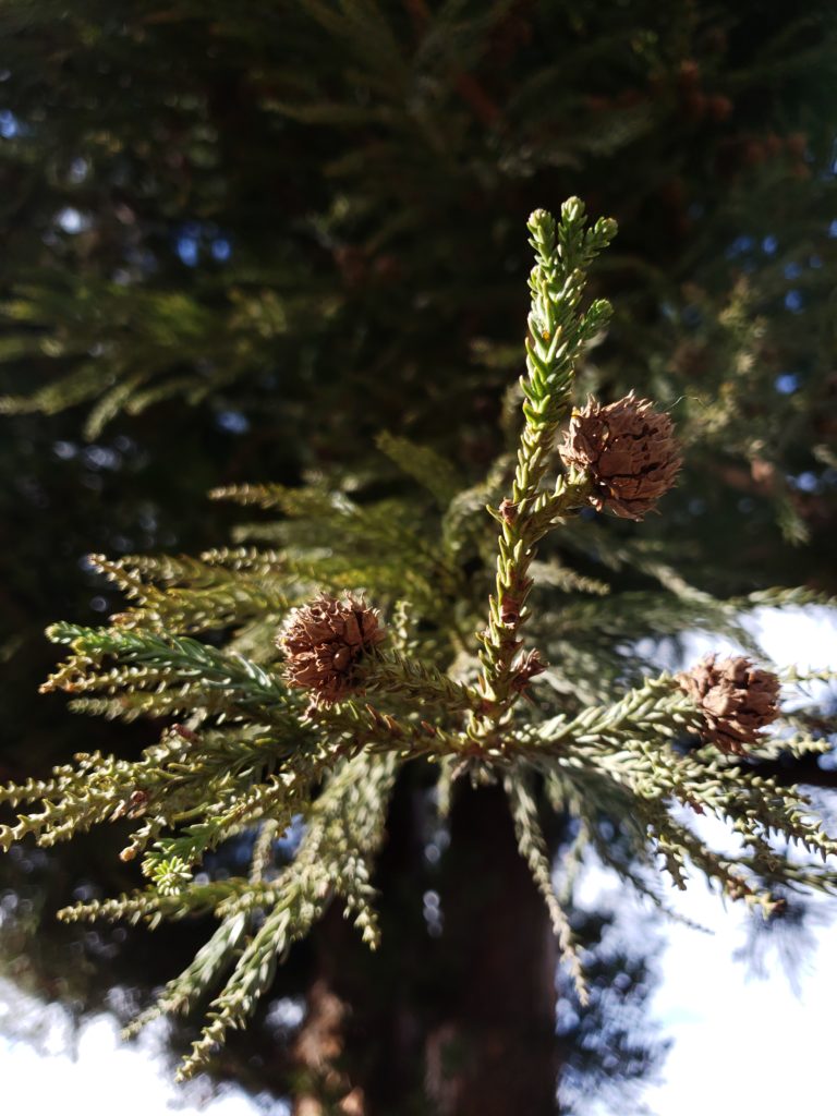 Portland Heritage Tree Program - For The Love Of Trees, LLC : For The ...