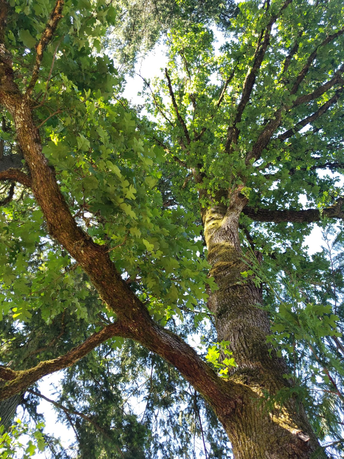 Species Highlight: Oregon White Oak - For The Love Of Trees, LLC : For ...