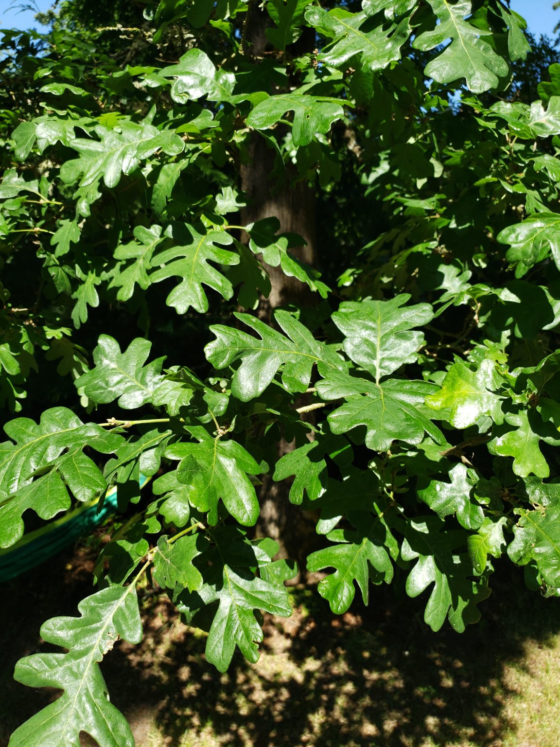 Species Highlight: Oregon White Oak - For The Love Of Trees, LLC : For ...