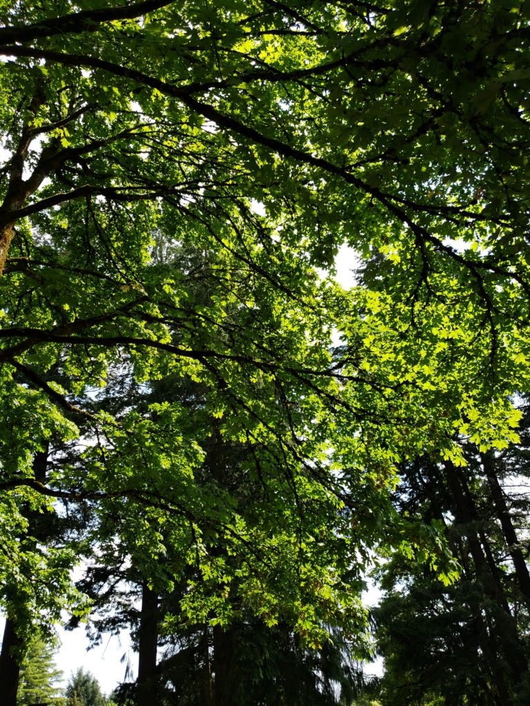 Species Highlight: Bigleaf Maple - For The Love Of Trees, LLC : For The ...