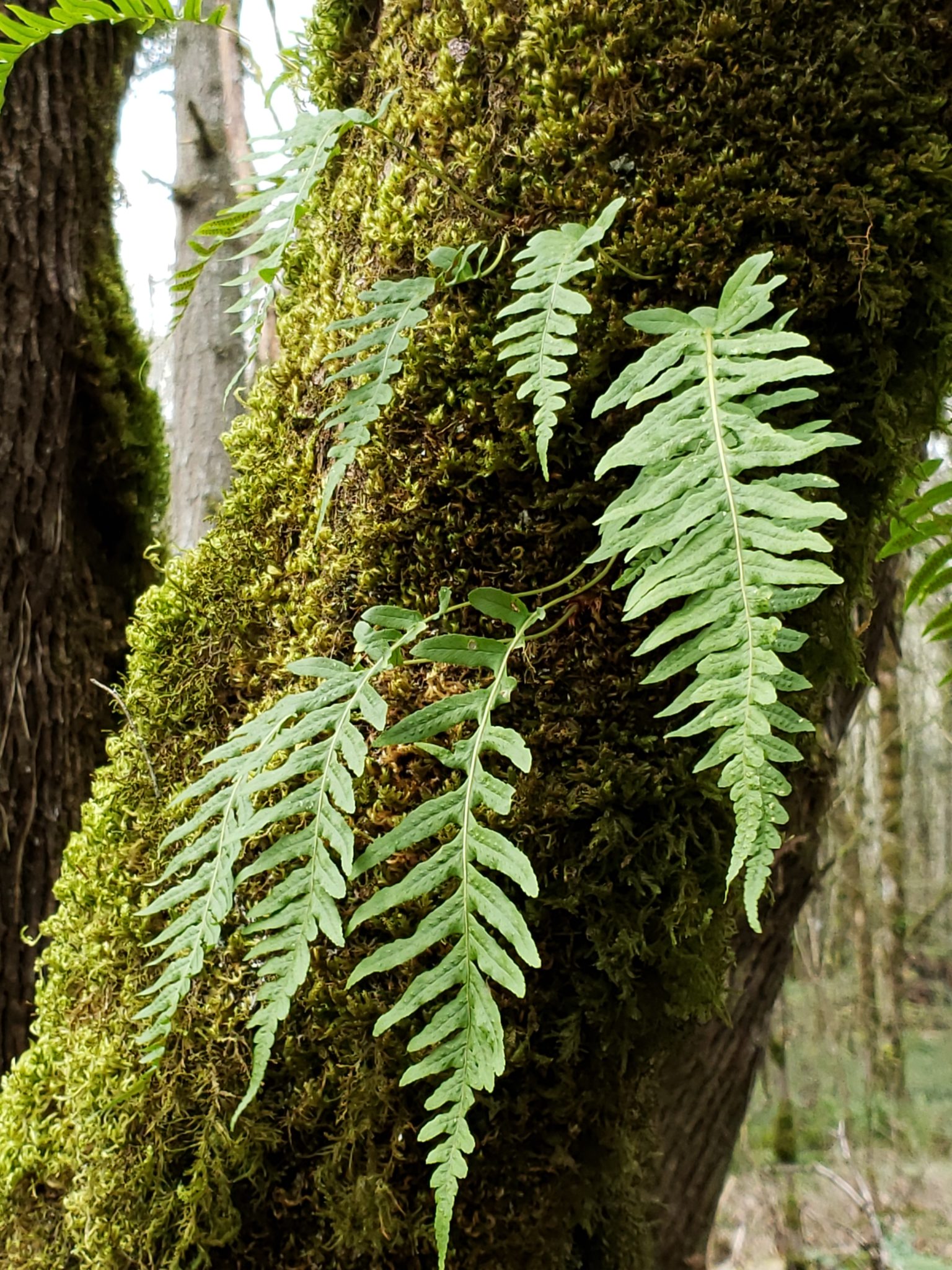 Species Highlight: Bigleaf Maple - For The Love Of Trees, LLC : For The ...