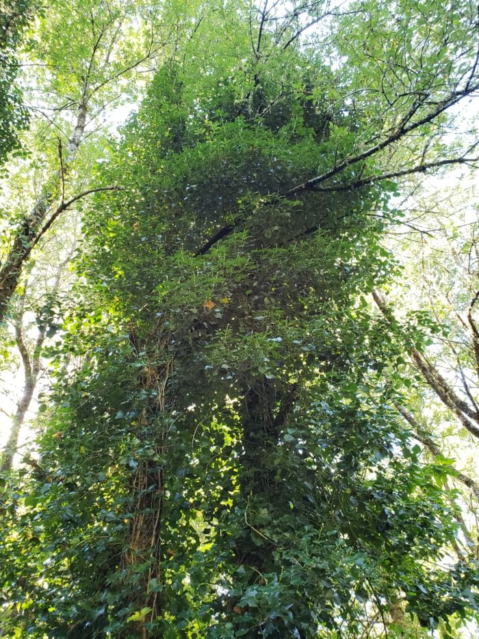 Arborist Advice: Remove English Ivy From Your Trees - For The Love Of ...