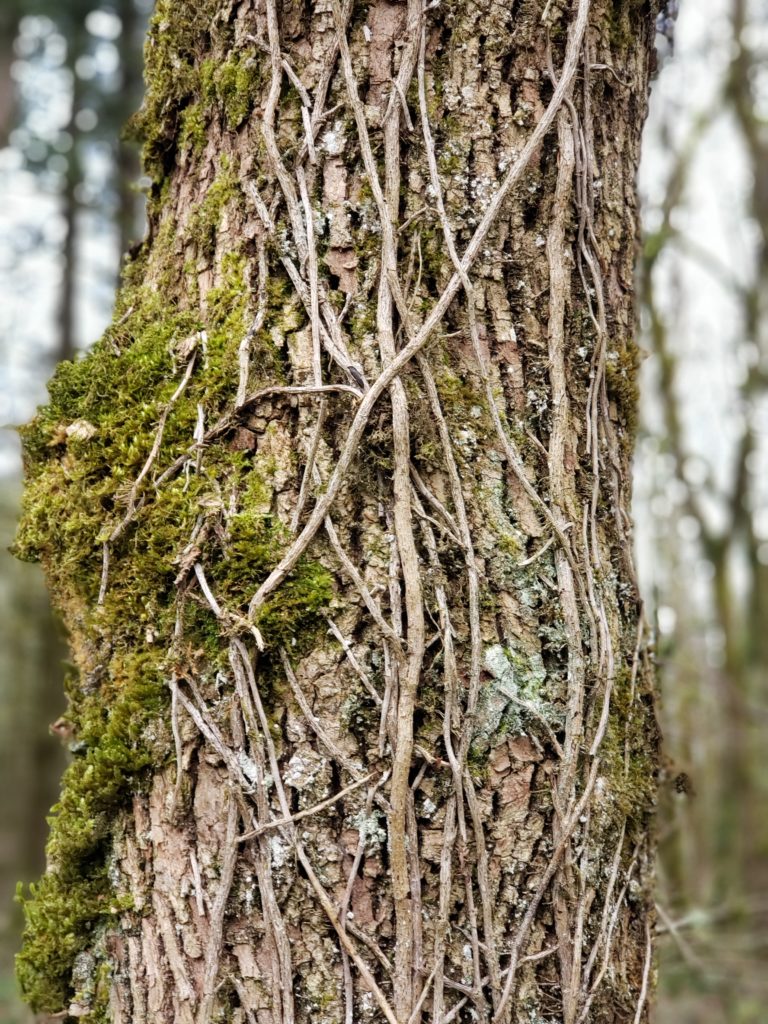 Arborist Advice: Remove English Ivy From Your Trees - For The Love Of ...
