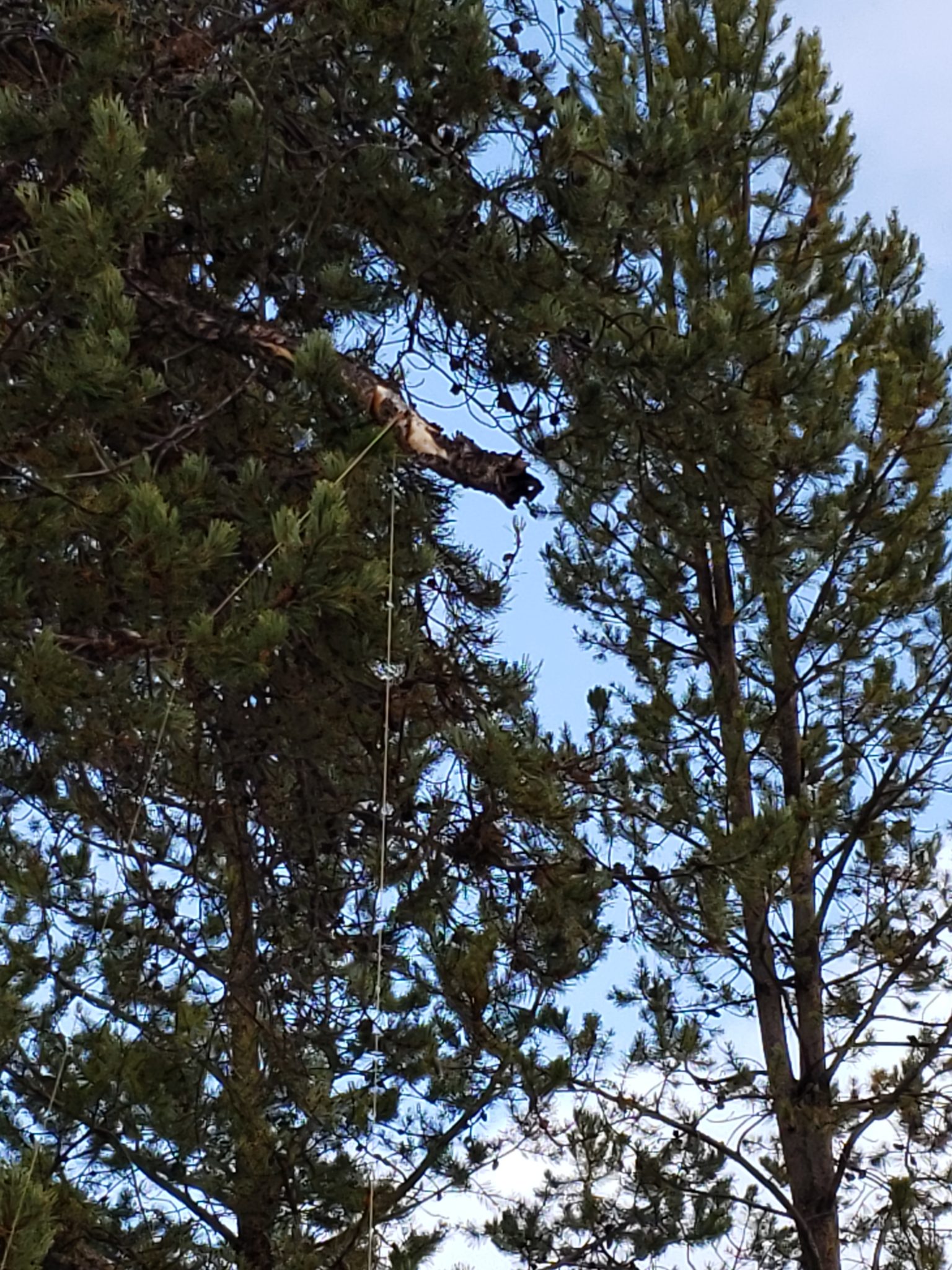 Hazard Reduction Pruning - For The Love Of Trees, LLC : For The Love Of ...