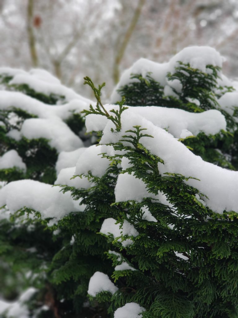 Hazard Reduction Pruning - For The Love Of Trees, LLC : For The Love Of ...