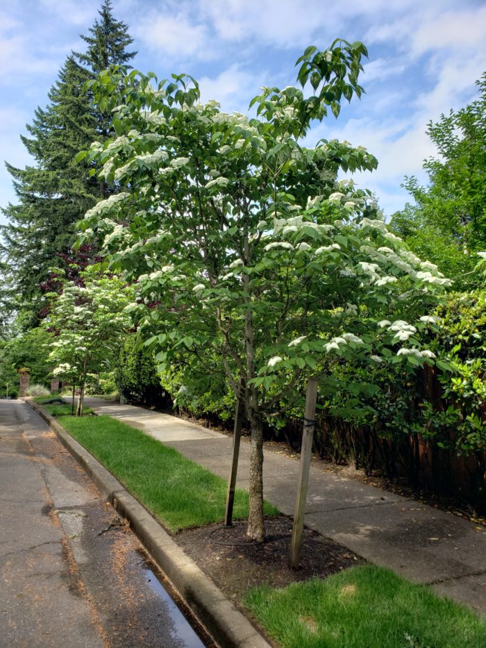 Tree Highlight: Dogwoods - For The Love Of Trees, LLC : For The Love Of ...
