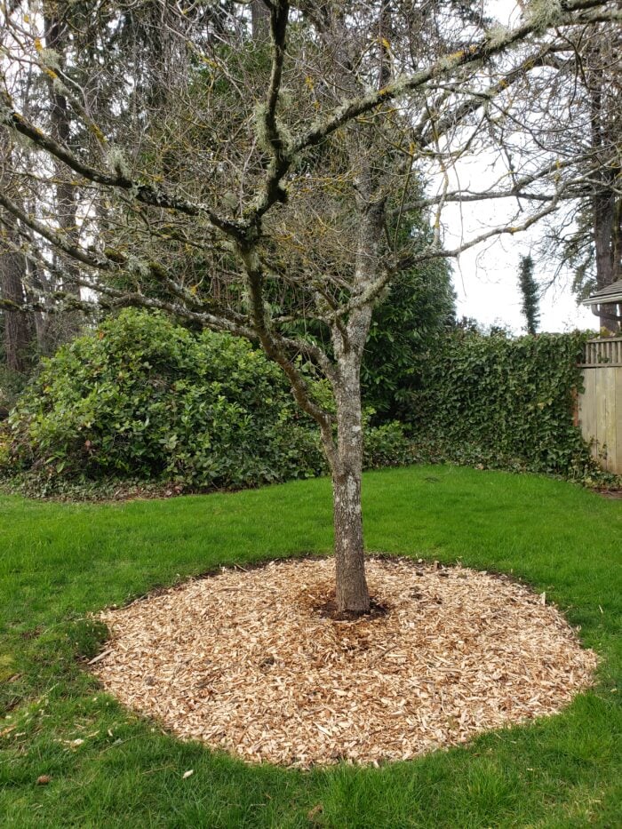 Arborist Advice: Mulch your trees - For The Love Of Trees, LLC : For ...