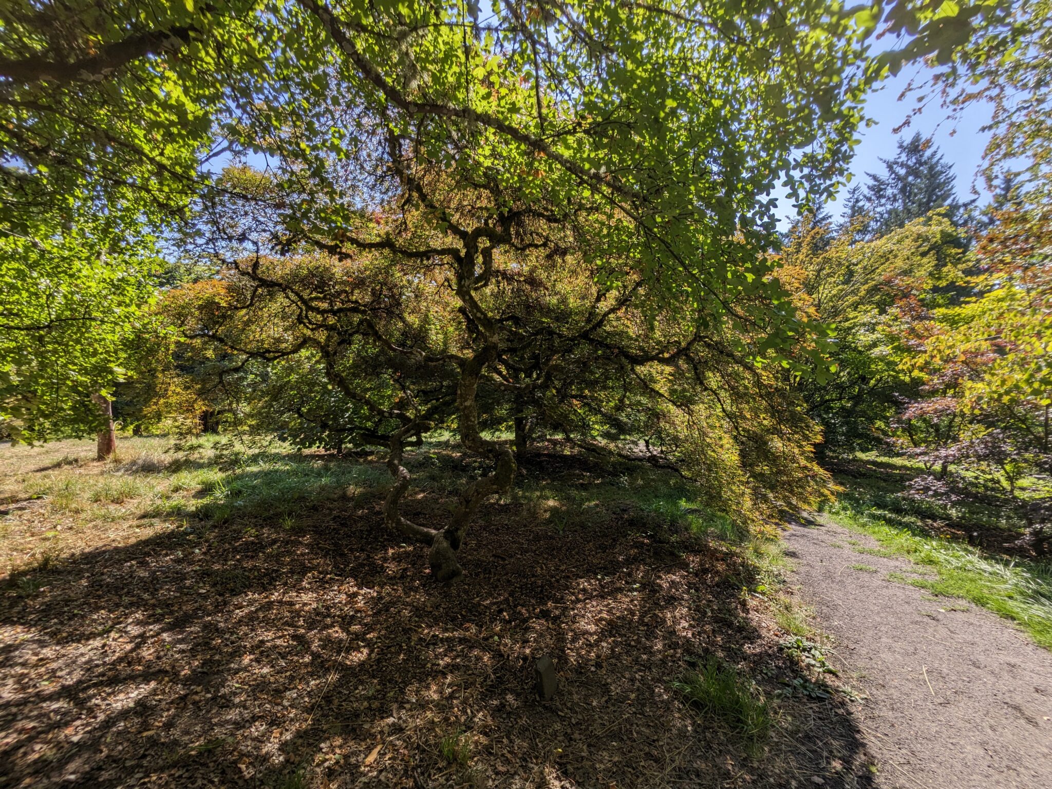 Stroll Among the Trees at Hoyt Arboretum - For The Love Of Trees, LLC ...