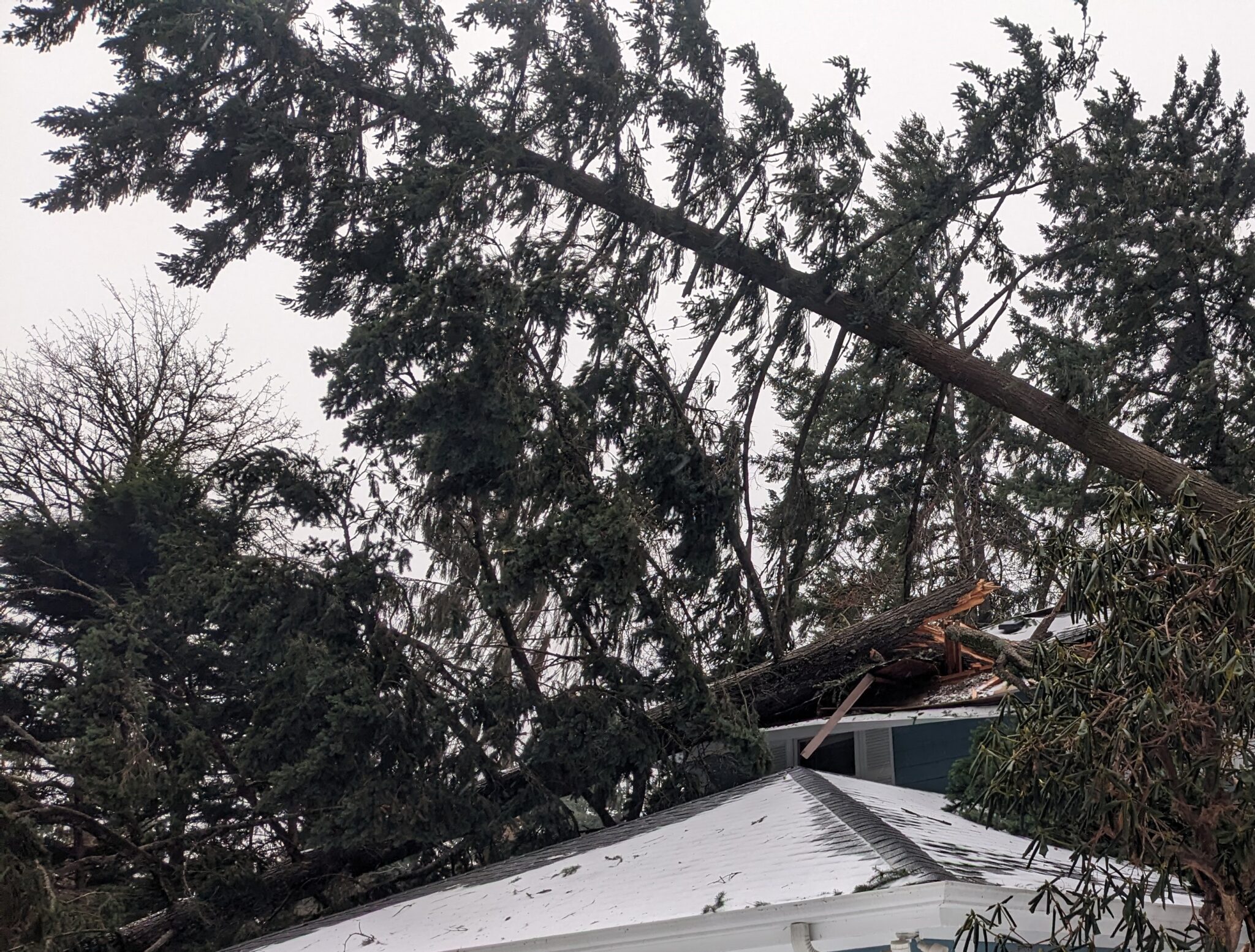 Storm Damaged Tree Recovery - For The Love Of Trees, LLC : For The Love ...