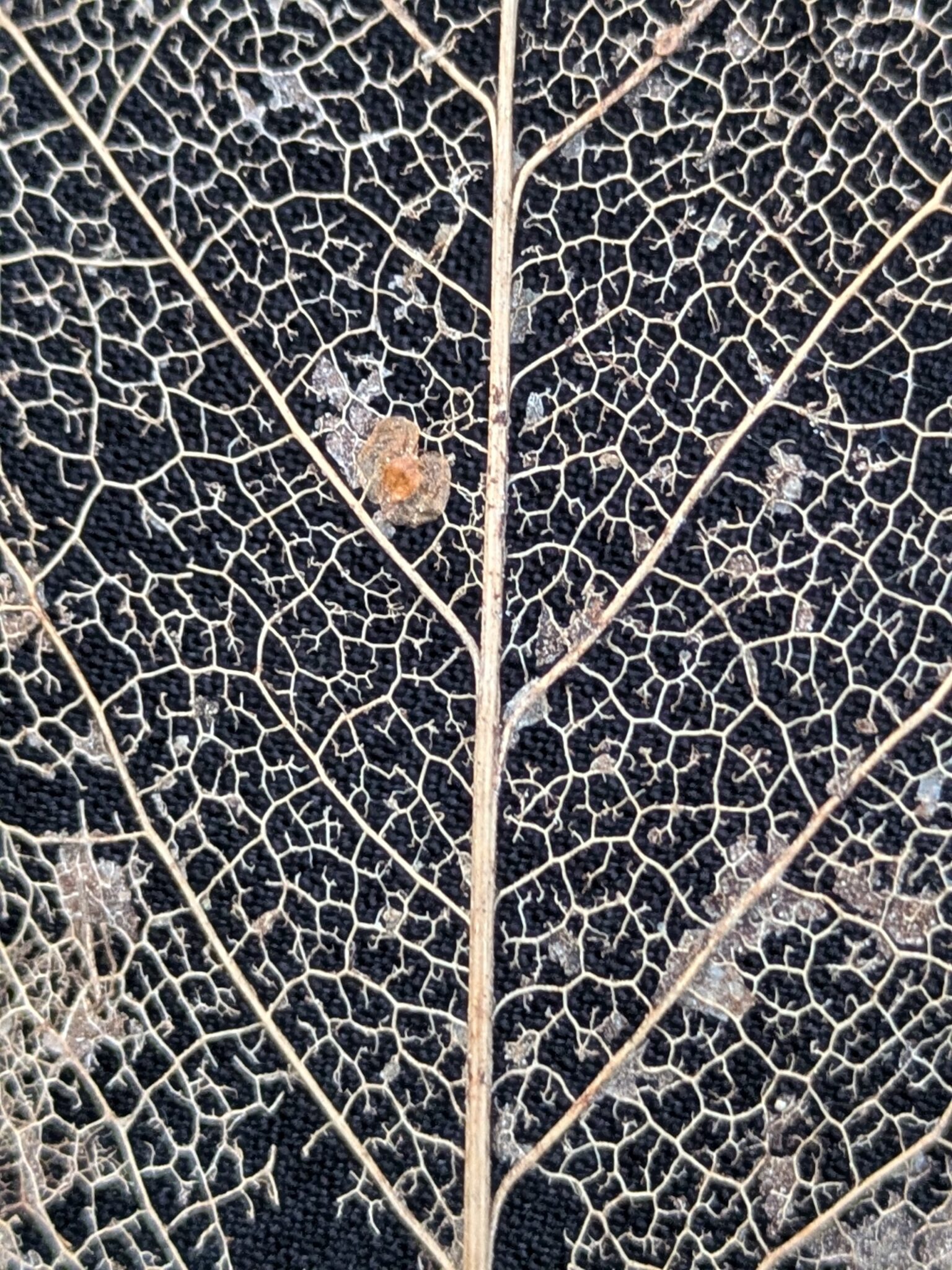 Tree Anatomy: Leaves - For The Love Of Trees, LLC : For The Love Of ...