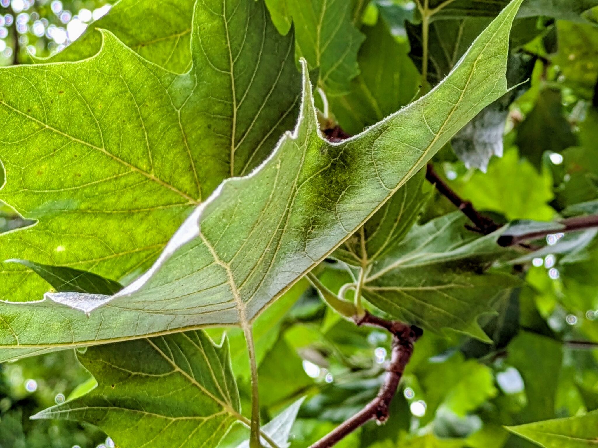 Tree Anatomy: Leaves - For The Love Of Trees, LLC : For The Love Of ...